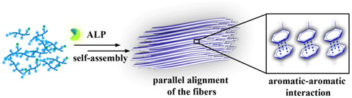 Aromatic–Aromatic Interactions Enhance Interfiber Contacts for ...