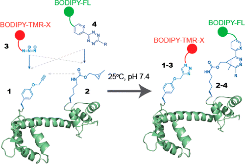 Concerted, Rapid, Quantitative, and Site-Specific Dual Labeling of ...