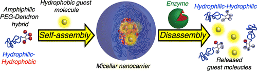 酶响应两亲性 PEG-Dendron 杂种及其组装成智能胶束纳米载体,Journal of the American Chemical ...
