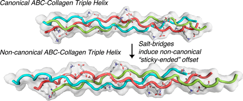 Rational Design of a Non-canonical “Sticky-Ended” Collagen Triple Helix ...