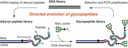 Directed Evolution of Multivalent Glycopeptides Tightly Recognized by ...