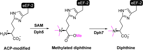 Dph7 Catalyzes a Previously Unknown Demethylation Step in Diphthamide ...