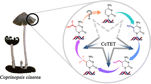 A TET Homologue Protein fromCoprinopsis cinerea(CcTET) That ...