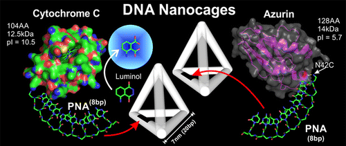 功能性 3D DNA-PNA-蛋白质复合物的低温组装,Journal of the American Chemical Society - X-MOL
