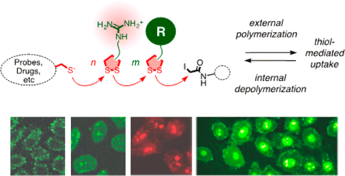 Cellular Uptake of Substrate-Initiated Cell-Penetrating Poly(disulfide ...
