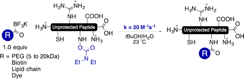 Rapid Ligations with Equimolar Reactants in Water with the Potassium ...