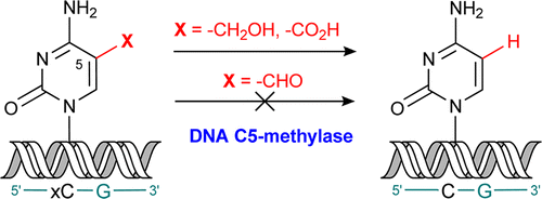 Direct Decarboxylation of 5-Carboxylcytosine by DNA C5 ...