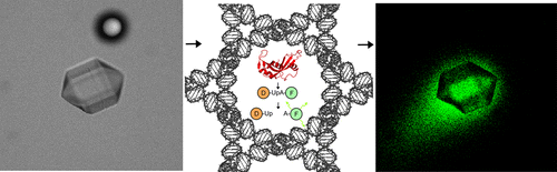 DNA Crystals as Vehicles for Biocatalysis,Journal of the American ...