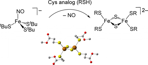 通过半胱氨酸类似物将单亚硝酰铁络合物转化为 [2Fe-2S] 簇,Journal of the American Chemical ...