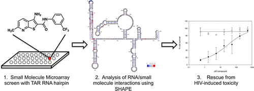 Identification of Biologically Active, HIV TAR RNA-Binding Small ...