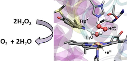 An Ionizable Active-Site Tryptophan Imparts Catalase Activity to a ...