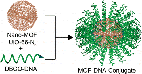 Nucleic Acid–Metal Organic Framework (MOF) Nanoparticle Conjugates ...