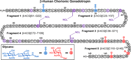 Chemical Synthesis of the β-Subunit of Human Luteinizing (hLH) and ...