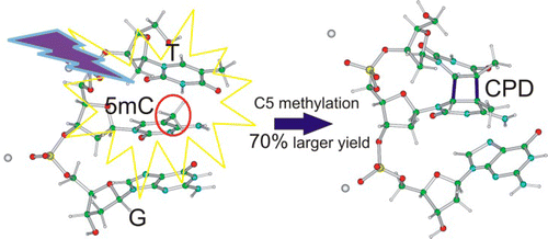 Effect of C5-Methylation of Cytosine on the Photoreactivity of DNA: A ...