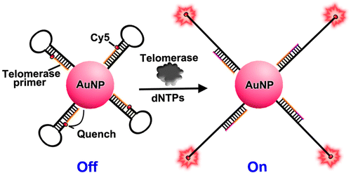 A Robust Probe for Lighting Up Intracellular Telomerase via Primer ...