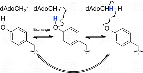 Reversible H Atom Abstraction Catalyzed by the RadicalS ...