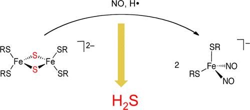 Nitric Oxide Reactivity of [2Fe-2S] Clusters Leading to H2S Generation ...