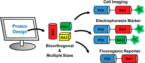 De Novo-Designed Enzymes as Small-Molecule-Regulated Fluorescence ...