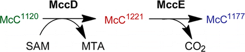 The Molecular Mechanism of Aminopropylation of Peptide-Nucleotide ...
