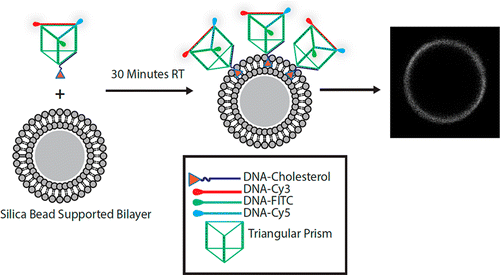 Dynamic Behavior of DNA Cages Anchored on Spherically Supported Lipid Bilayers,Journal of the ...