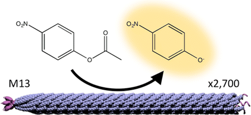Versatilede NovoEnzyme Activity in Capsid Proteins from an Engineered ...