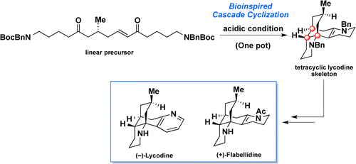 Biogenetically Inspired Total Syntheses ofLycopodiumAlkaloids ...