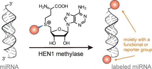 Selective Covalent Labeling of miRNA and siRNA Duplexes Using HEN1 ...