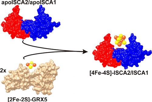 [4Fe-4S] 簇在线粒体铁硫簇组装机械中的形成,Journal of the American Chemical Society - X-MOL