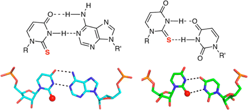 含有 s2U:A 和 s2U:U 碱基对的 RNA 双链体的晶体结构研究,Journal of the American Chemical ...