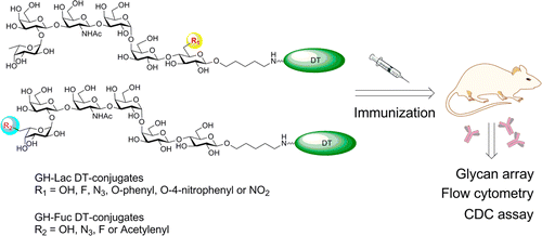 Immunogenicity Study of Globo H Analogues with Modification at the ...