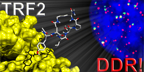 遮蔽 TRF2 招募功能：药物开发的新视野,Journal of the American Chemical Society - X-MOL