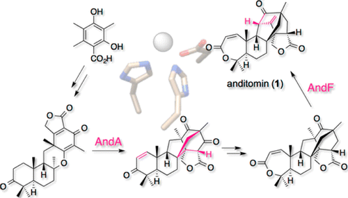 Complete Biosynthetic Pathway of Anditomin: Nature’s Sophisticated ...