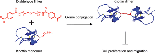 A Chemically Cross-Linked Knottin Dimer Binds Integrins with Picomolar ...