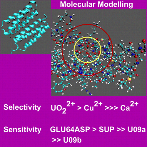 蛋白质对 UO22+ 的摄取：了解超铀酰结合蛋白的结合特征并设计具有更高亲和力的蛋白质,Journal of the American ...