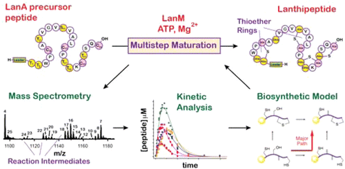 A Price To Pay for Relaxed Substrate Specificity: A Comparative Kinetic ...