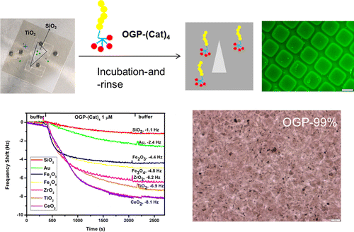 Bioactive Surface Modification of Metal Oxides via Catechol-Bearing ...