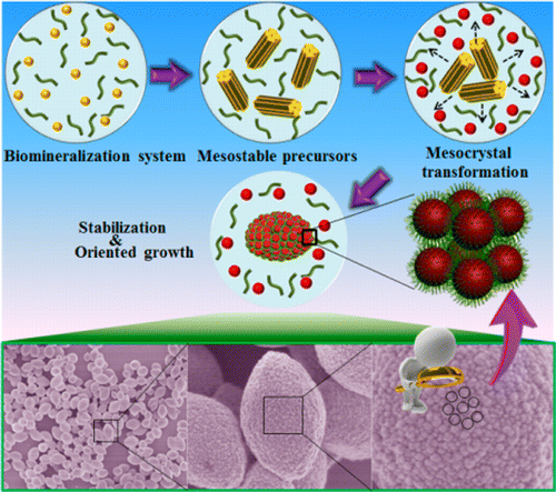 Protein Biomineralized Nanoporous Inorganic Mesocrystals with Tunable ...