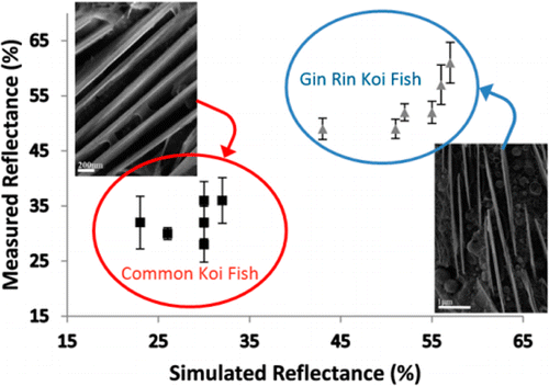 The Structural Basis for Enhanced Silver Reflectance in Koi Fish Scale ...