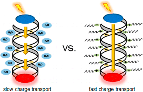 Wirelike Charge Transport Dynamics for DNA–Lipid Complexes in ...