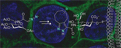 Diazo Groups Endure Metabolism and Enable Chemoselectivity in Cellulo ...