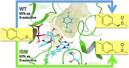 Extreme Synergistic Mutational Effects in the Directed Evolution of a ...