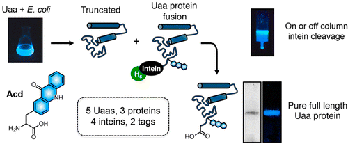 Inteins as Traceless Purification Tags for Unnatural Amino Acid ...