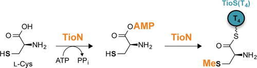 Adenylation andS-Methylation of Cysteine by the Bifunctional Enzyme ...