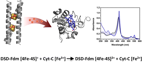 从头设计的 2[4Fe-4S] 铁氧还蛋白模拟物介导电子转移,Journal of the American Chemical Society ...
