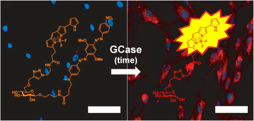 Fluorescence-Quenched Substrates for Live Cell Imaging of Human ...