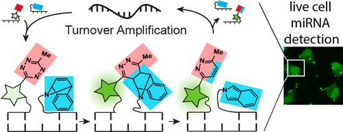 Bioorthogonal Tetrazine-Mediated Transfer Reactions Facilitate Reaction ...