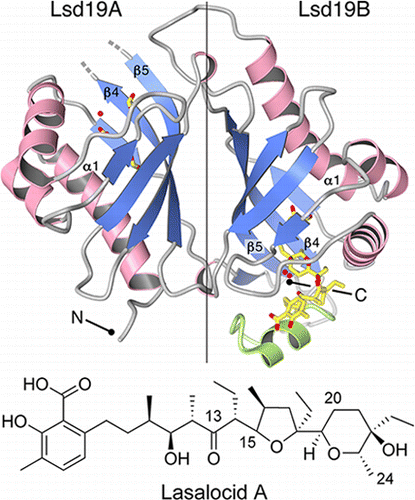 Epoxide Hydrolase–Lasalocid A Structure Provides Mechanistic Insight ...
