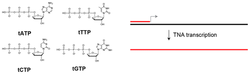 DNA 聚合酶介导的无偏苏糖核酸 (TNA) 聚合物合成需要 7-脱氮鸟嘌呤来抑制 TNA 转录过程中的 G:G 错配,Journal of ...