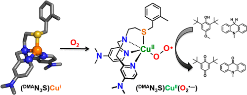 A N3S(thioether)-Ligated CuII-Superoxo with Enhanced Reactivity,Journal ...