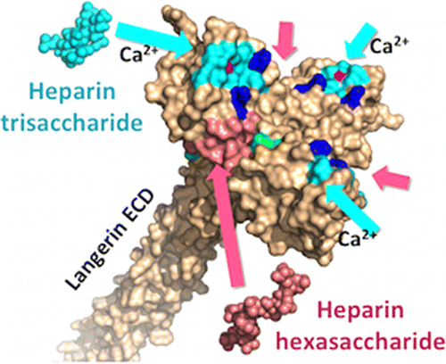 Langerin-肝素相互作用：结合核磁共振谱和交联映射实验揭示的小配体和大配体的两个结合位点,Journal of the American ...